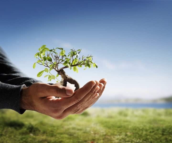 Tree Fertilization Spring Lake Healthy Roots Rich Fertile Soil 07762