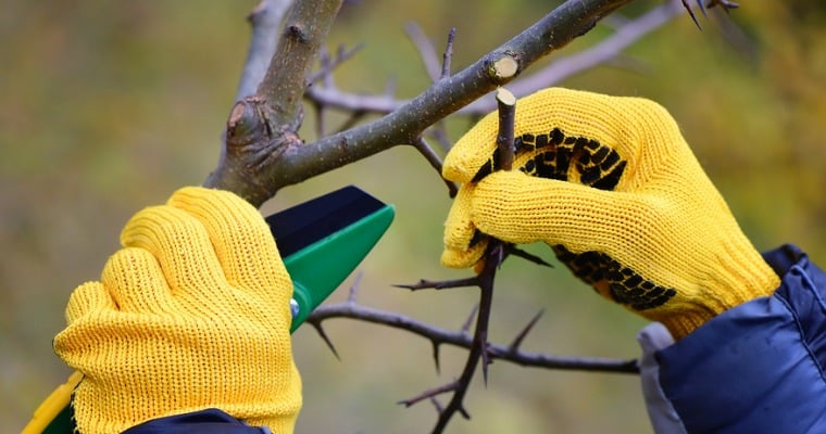 Tree Pruning Manasquan [Tree Trimming Service] 08736