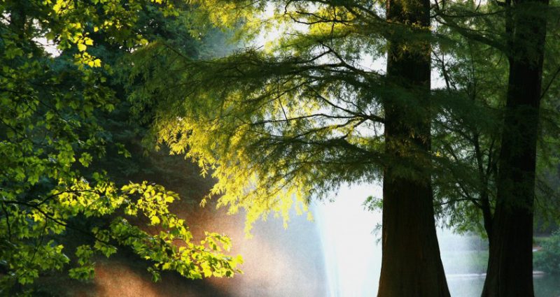 Tree Services Marlboro Township [Removal, Trimming, Pruning, Fertilizer ...