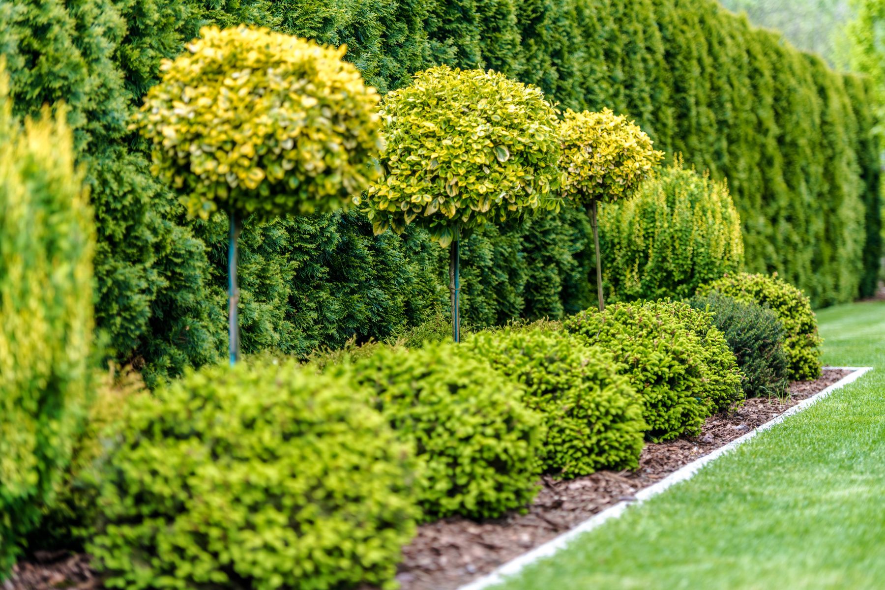 Organic Tree & Shrub Care Programs in Monmouth County - Frontier Tree