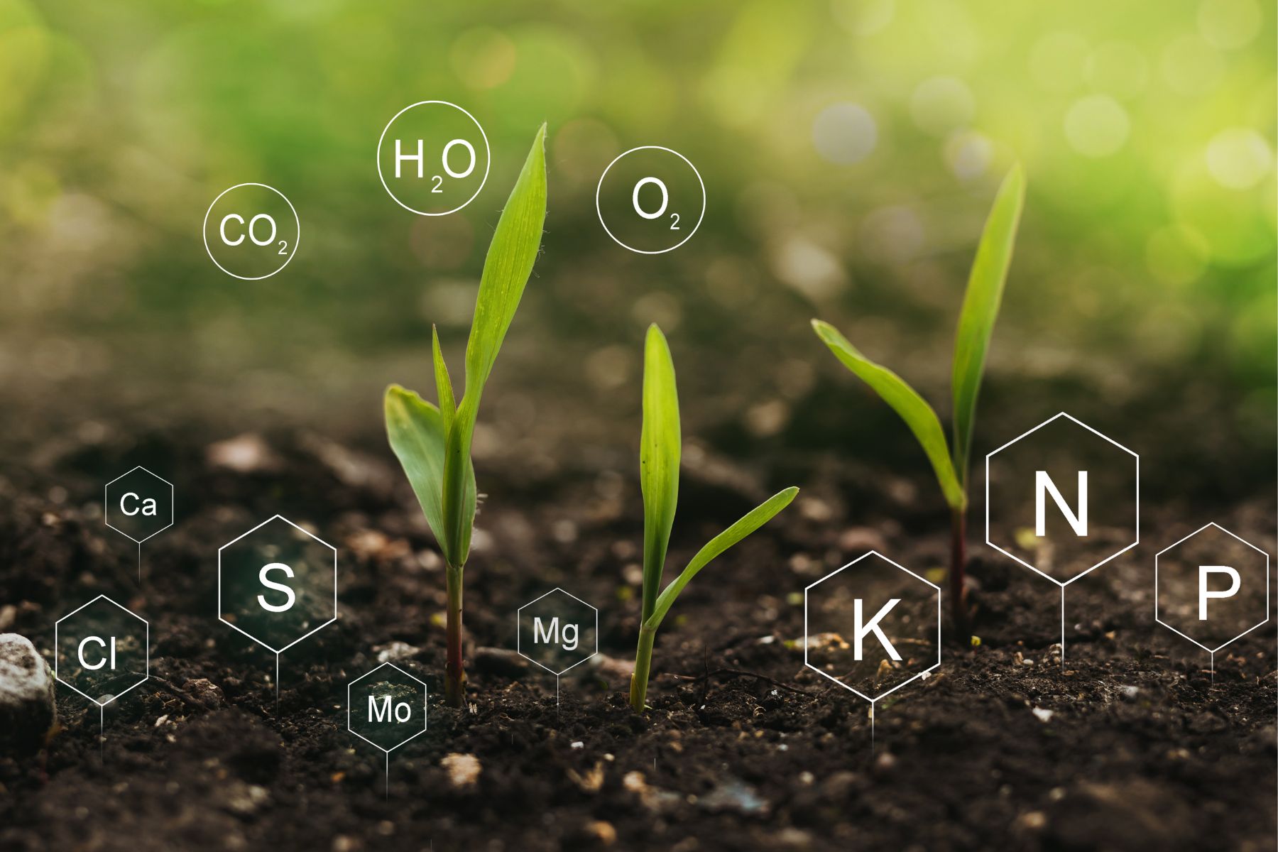 Tree & Soil Nutrient Analysis in Monmouth County - Frontier Tree
